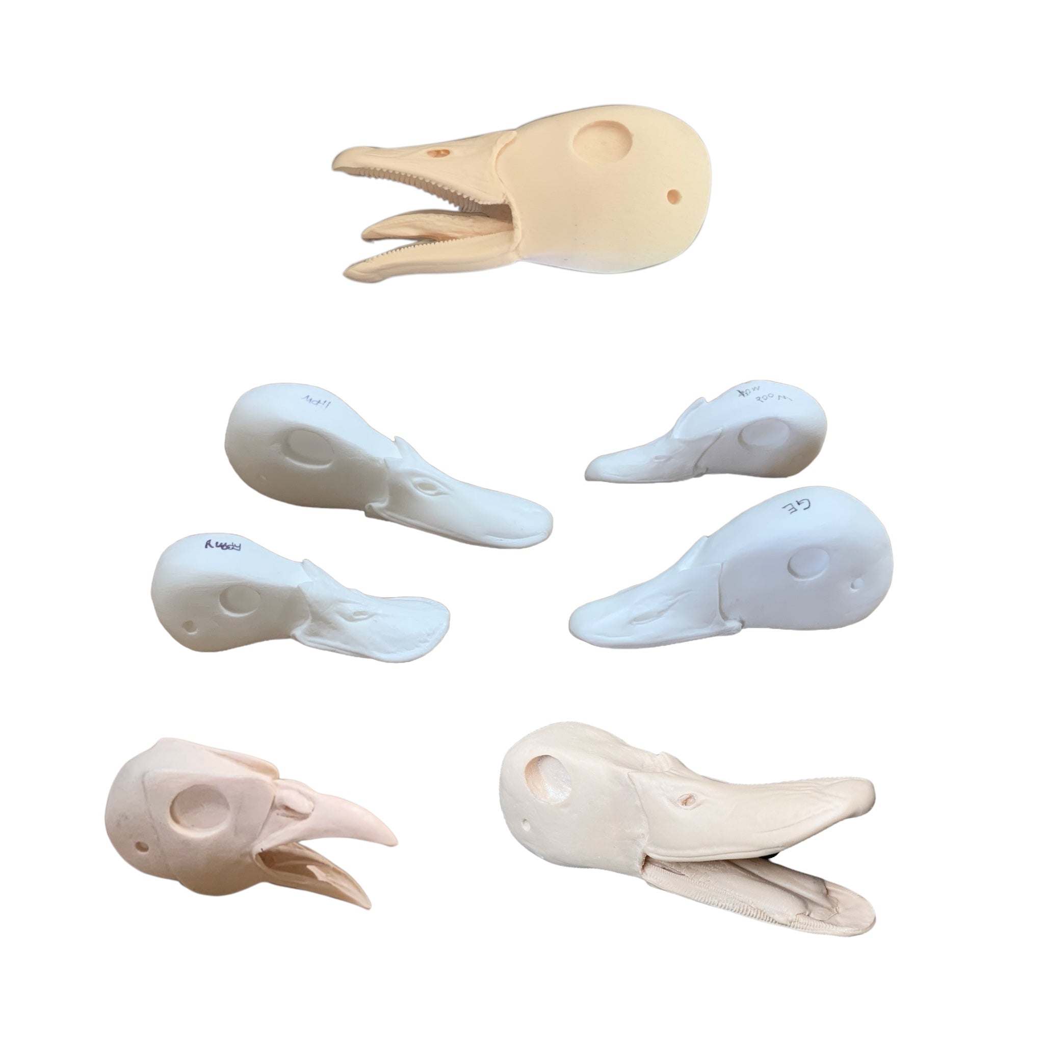 Artificial Bird Heads for Taxidermy - Rocky Mountain Materials – RMM ...