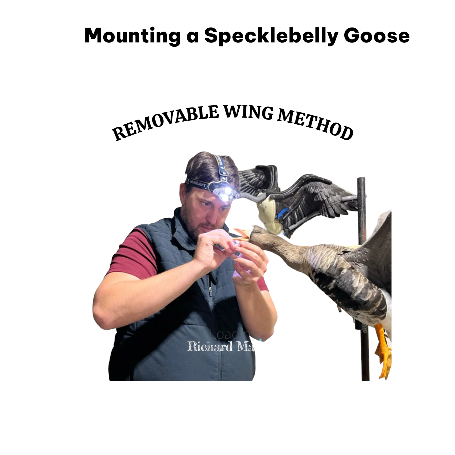 Specklebelly Goose Taxidermy Video - Removable Wing Method by Richard ...